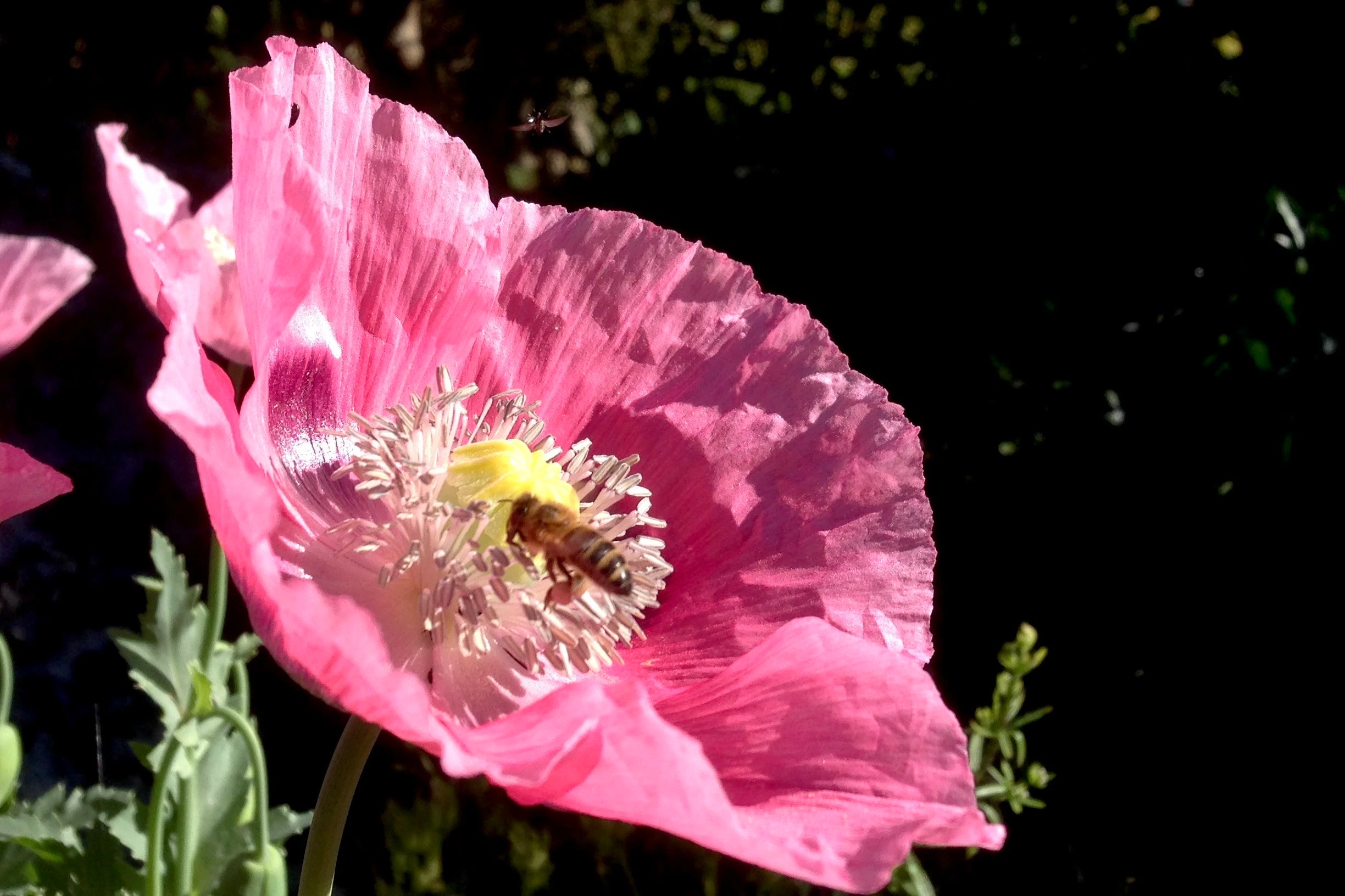 All-inclusive Garden Irrigation Kits | Leaky Pipe Systems Ltd