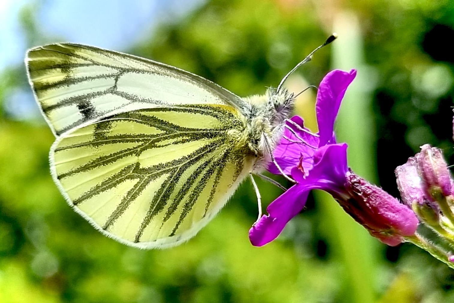 Automated Irrigation Systems | Leaky Pipe Systems Ltd